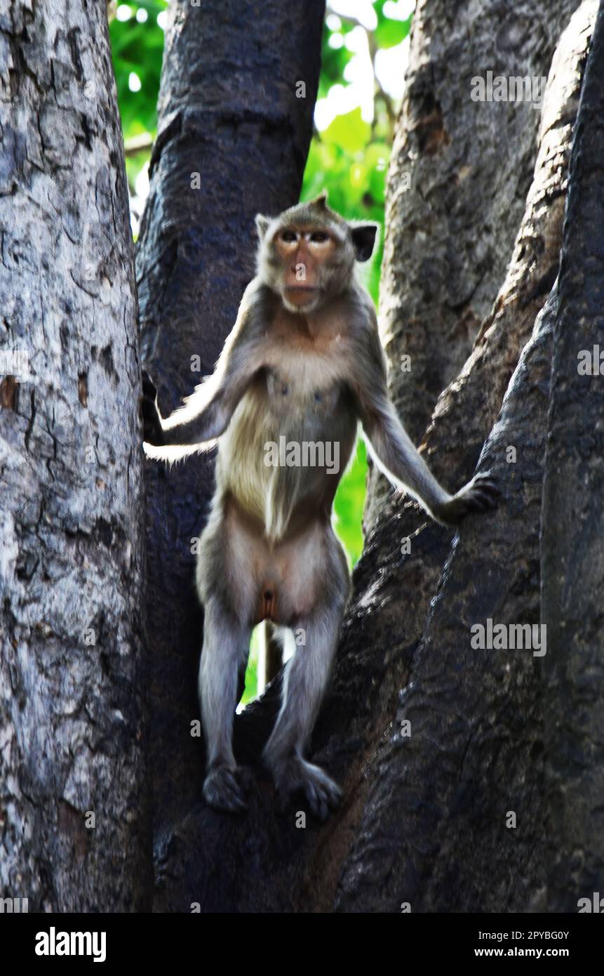 Life animals monkeys family playing eat drink and rest relax on floor ...