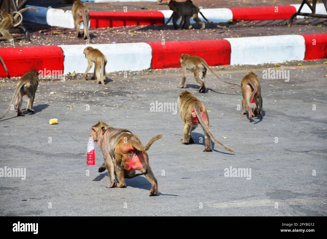 Life animals monkeys family playing eat drink and rest relax on floor ...