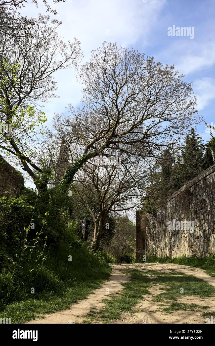 Tree arching on the bend of a dirt path bordered by a boundary wall in ...