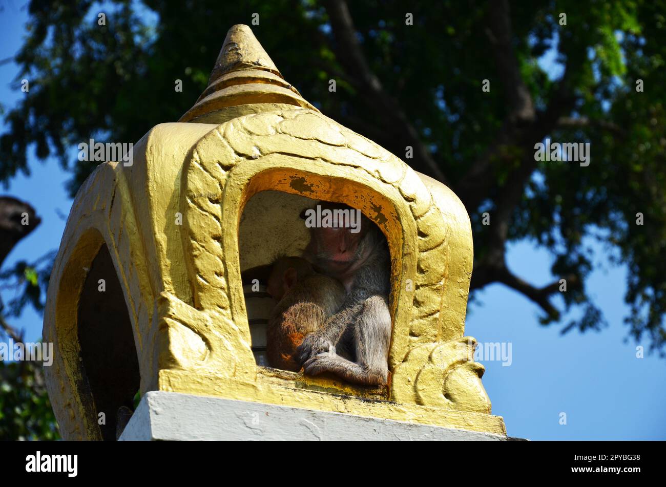 Life animals monkeys family playing eat drink and rest relax on floor ...