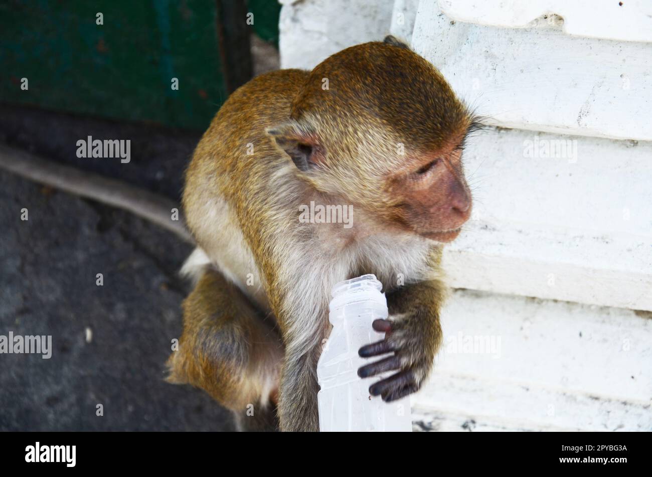 Life animals monkeys family playing eat drink and rest relax on floor ...