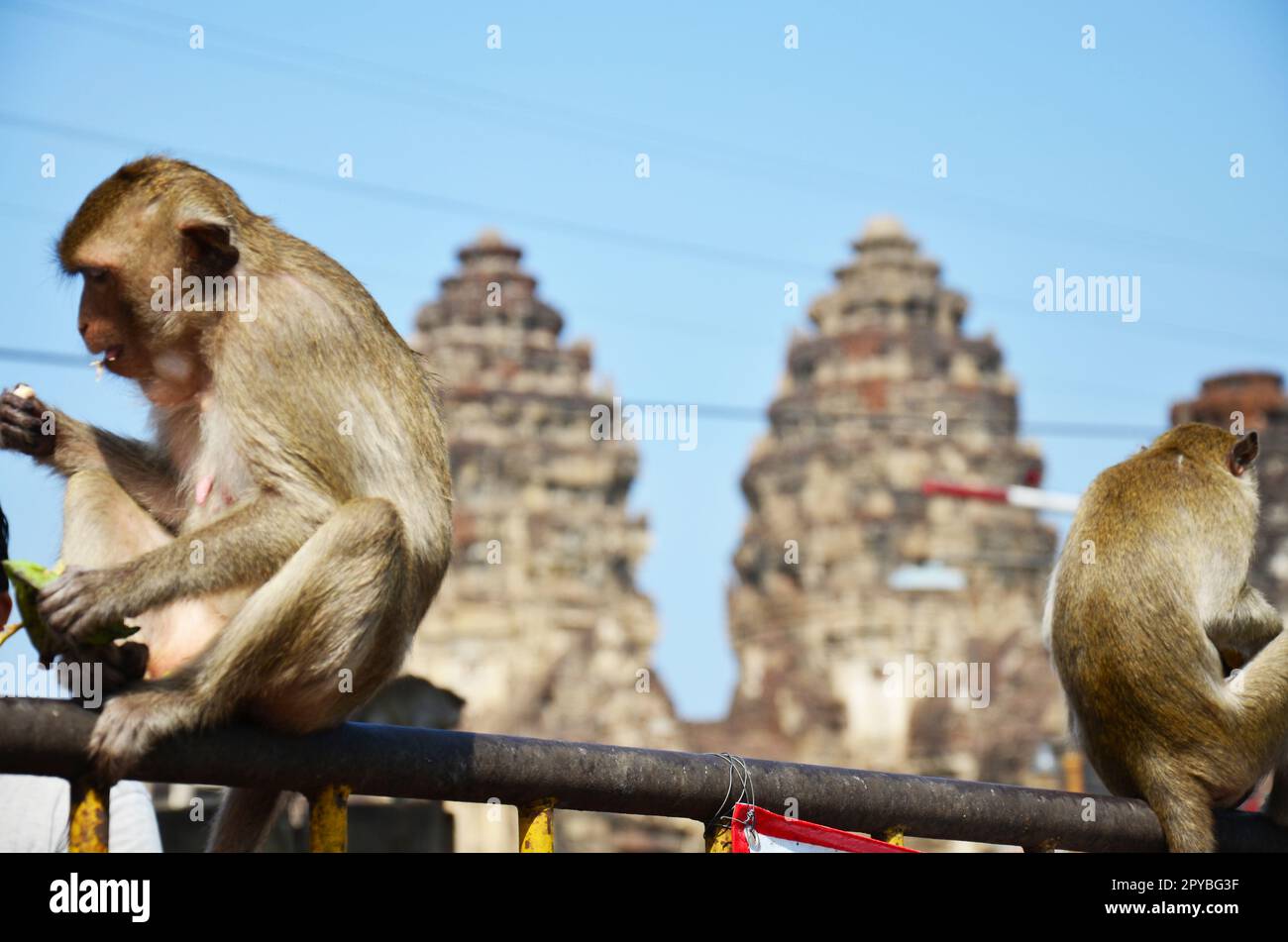 Life animals monkeys family playing eat drink and rest relax on floor ...