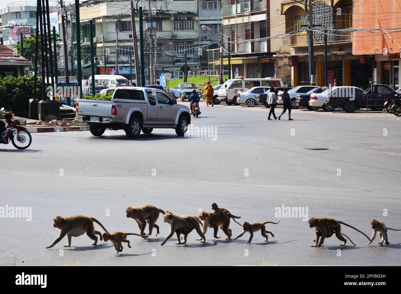Monkeys family playing eat drink and rest relax in garden park at ...
