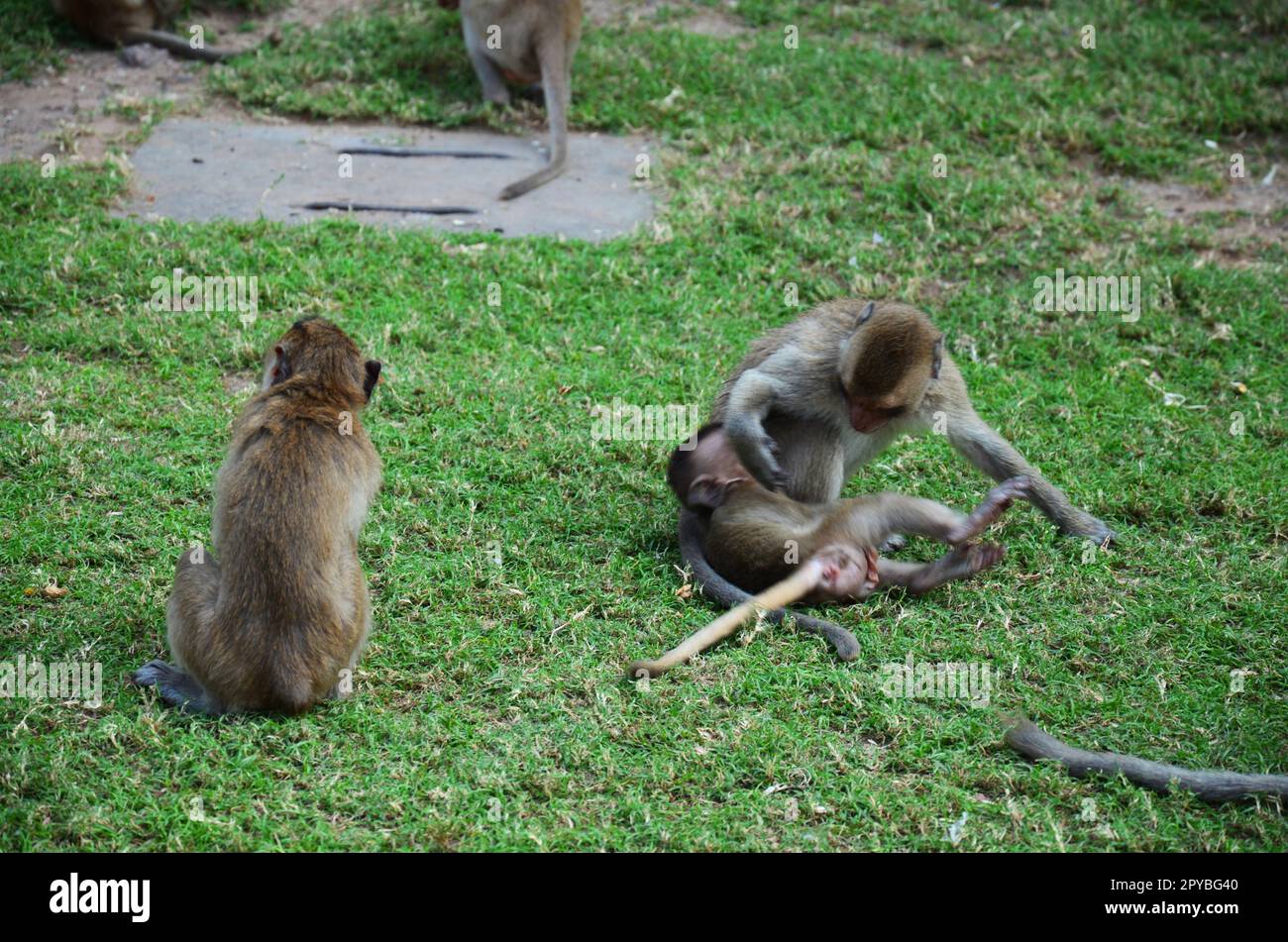 Life animals monkeys family playing eat drink and rest relax on floor ...