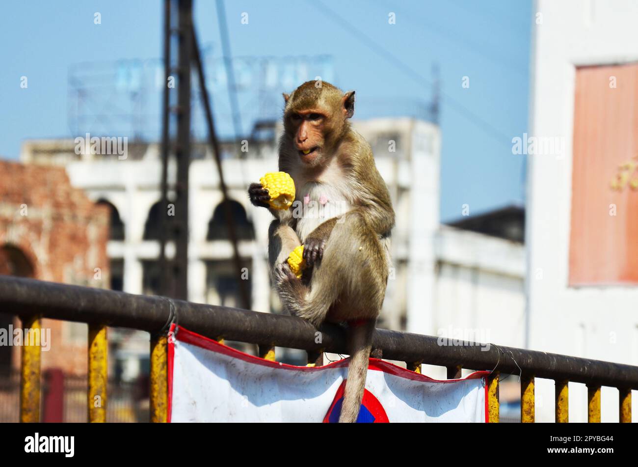 Life animals monkeys family playing eat drink and rest relax on floor ...