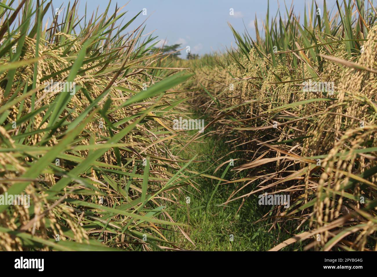 Old rice hi-res stock photography and images - Alamy