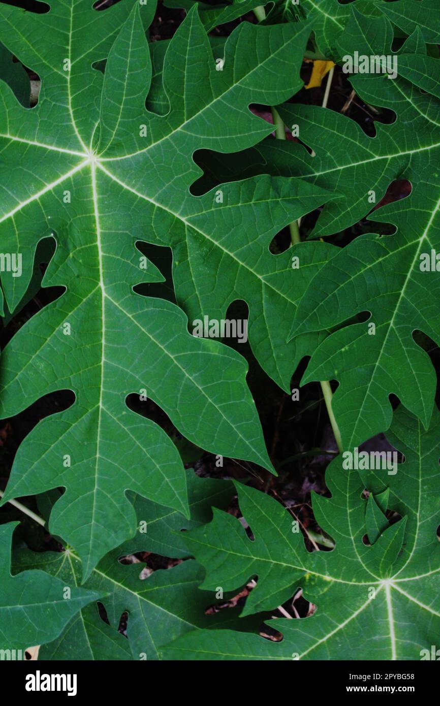 top view of some attractive green papaya leaves with artistic leaf ...