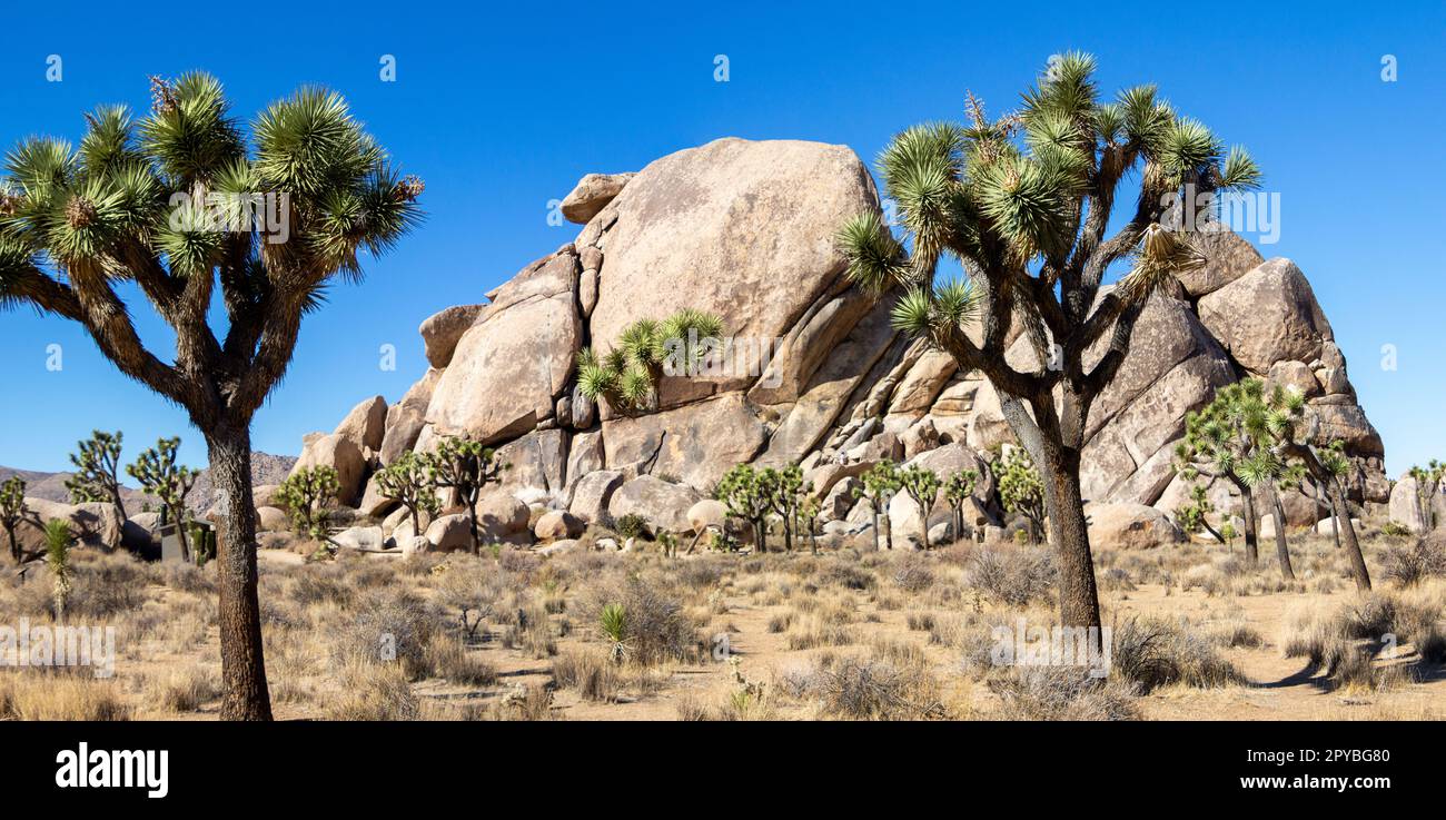 Joshua Tree NP, California, USA - December 1, 2021: Rock formations ...
