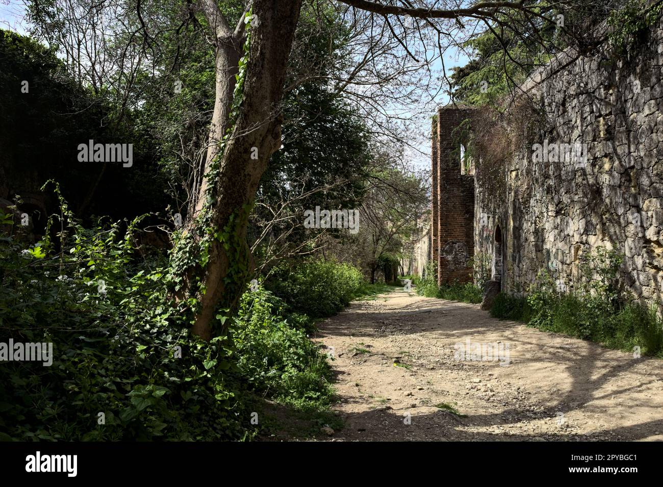 Tree arching on the bend of a dirt path bordered by a boundary wall in ...