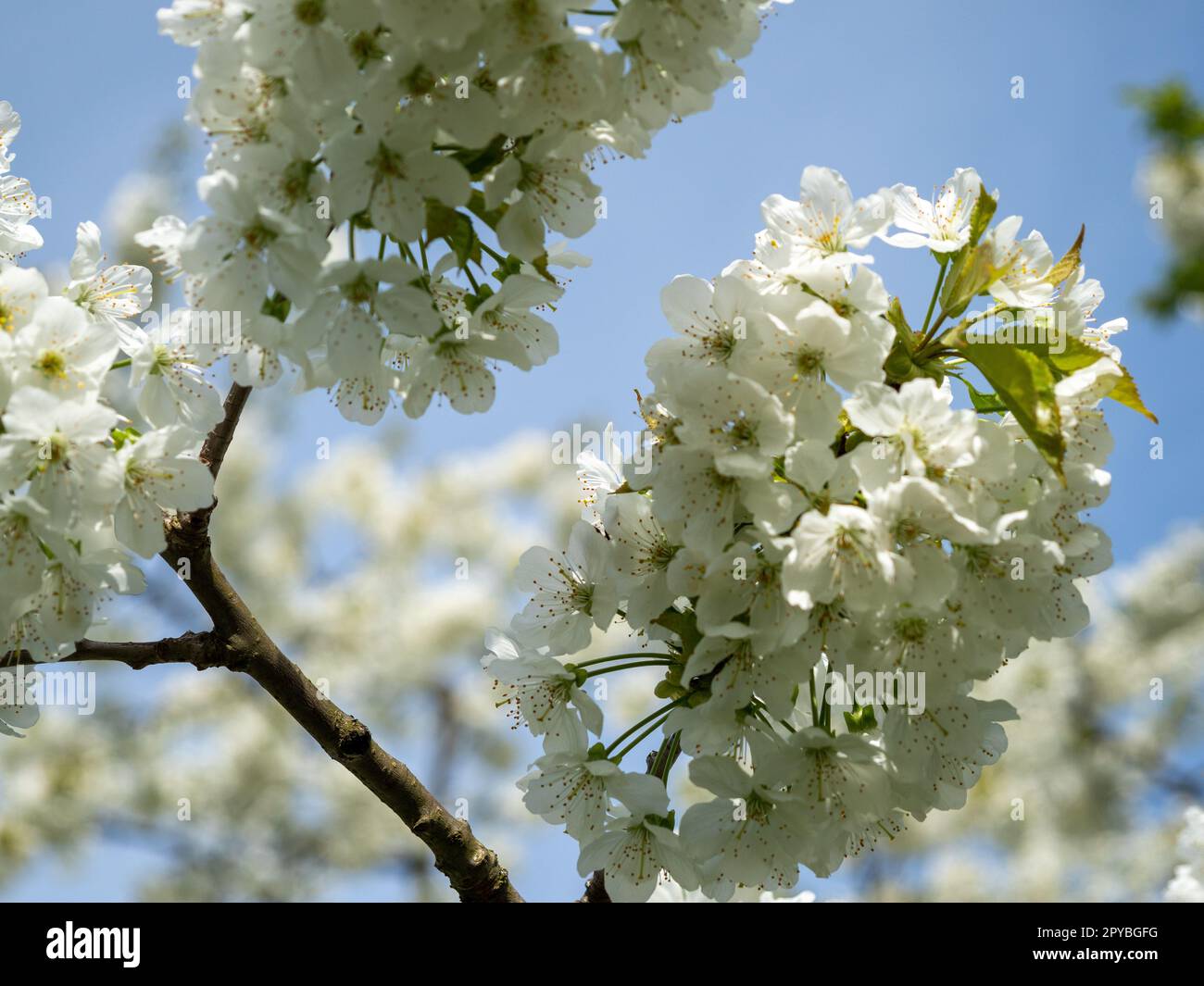 Blossoming branch of an apple tree. Apple tree. Apple tree flowers ...