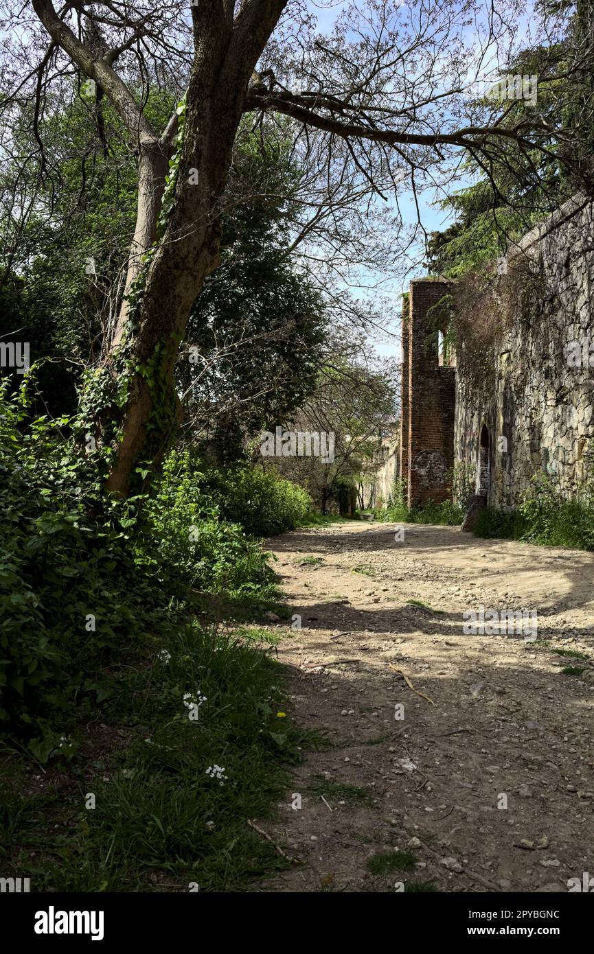 Tree arching on the bend of a dirt path bordered by a boundary wall in ...
