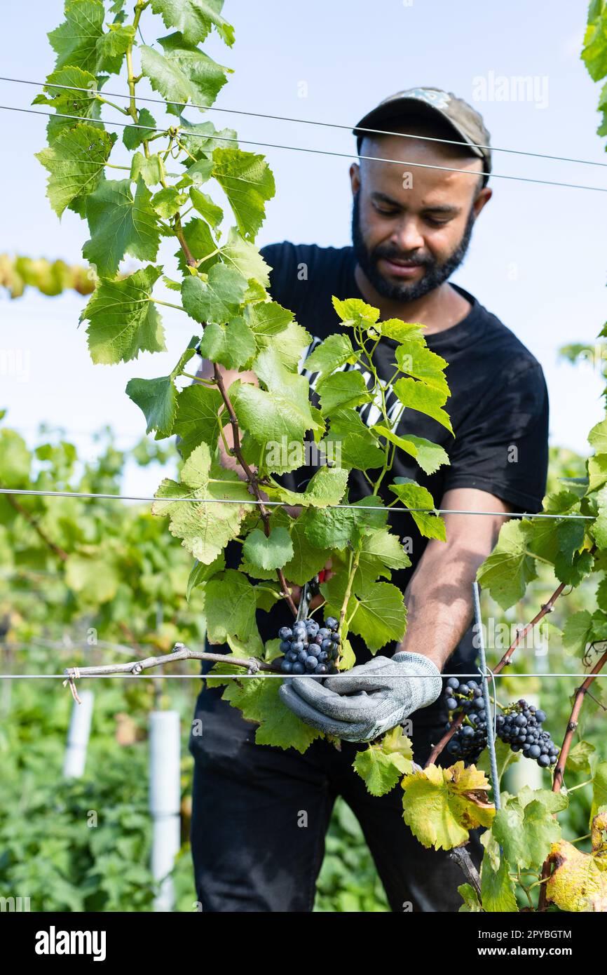 People picking grapes at Tillingham winery on the 6th October 2022 in ...