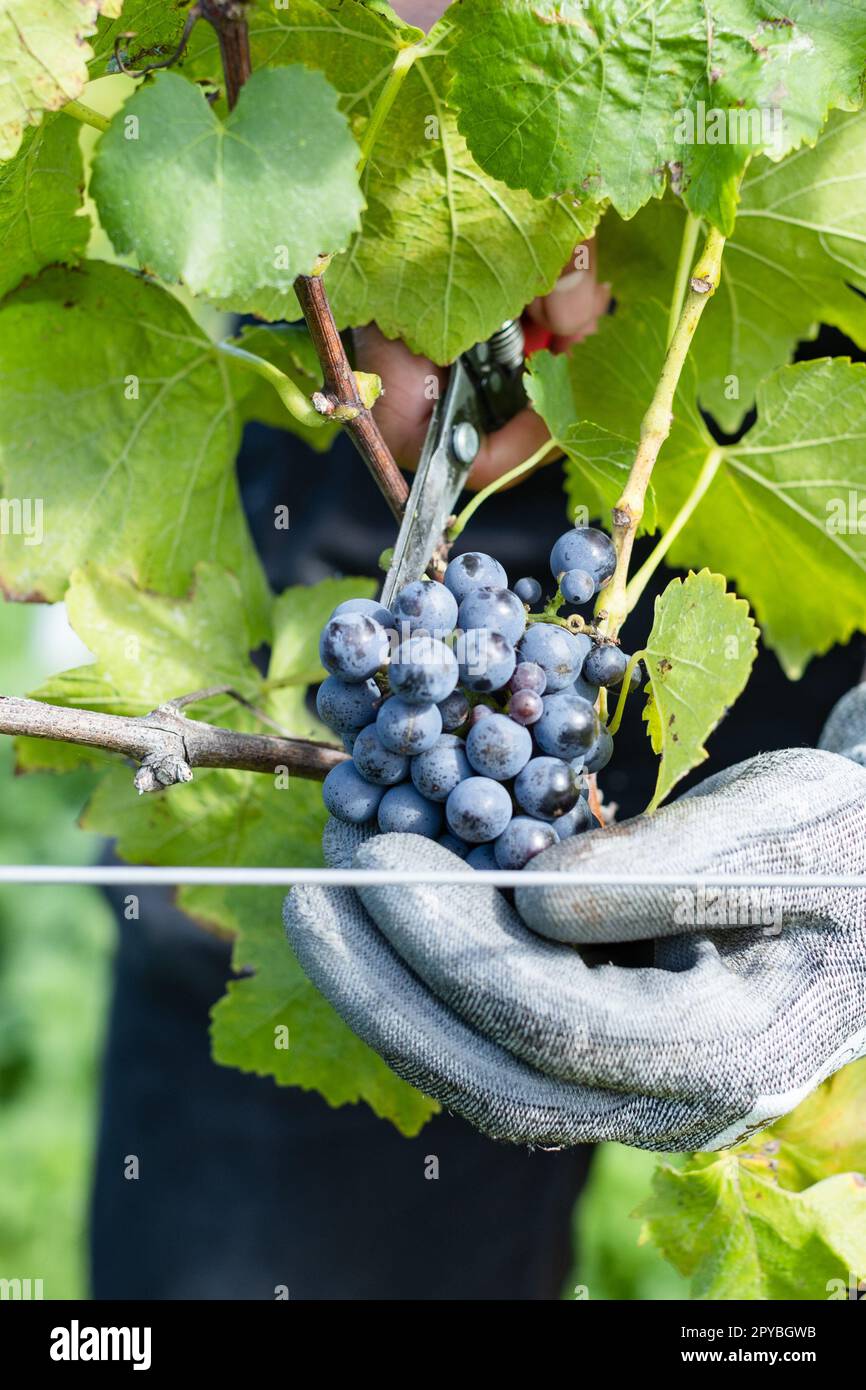 People picking grapes at Tillingham winery on the 6th October 2022 in ...