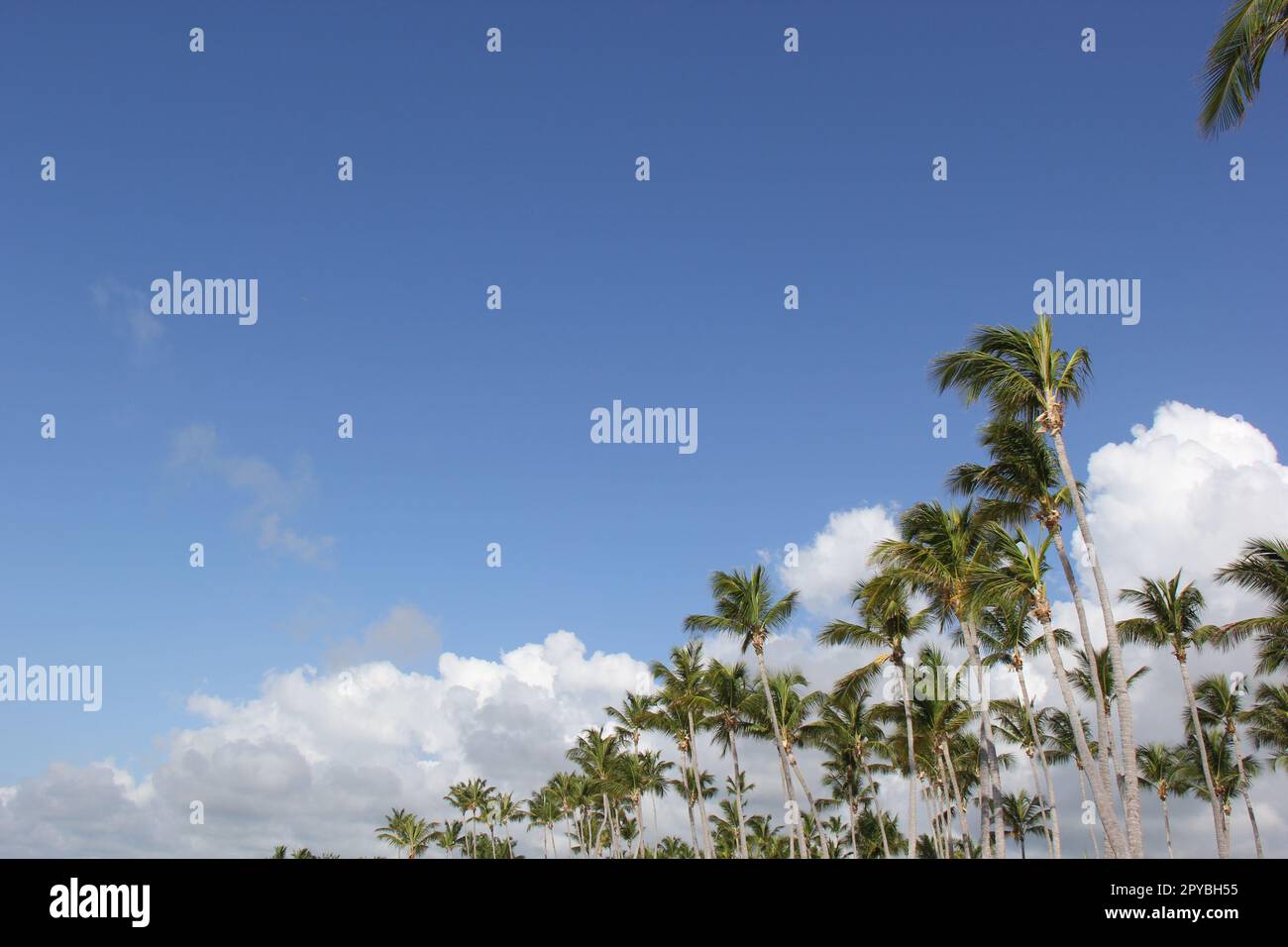 Endangered palm tree hi-res stock photography and images - Alamy