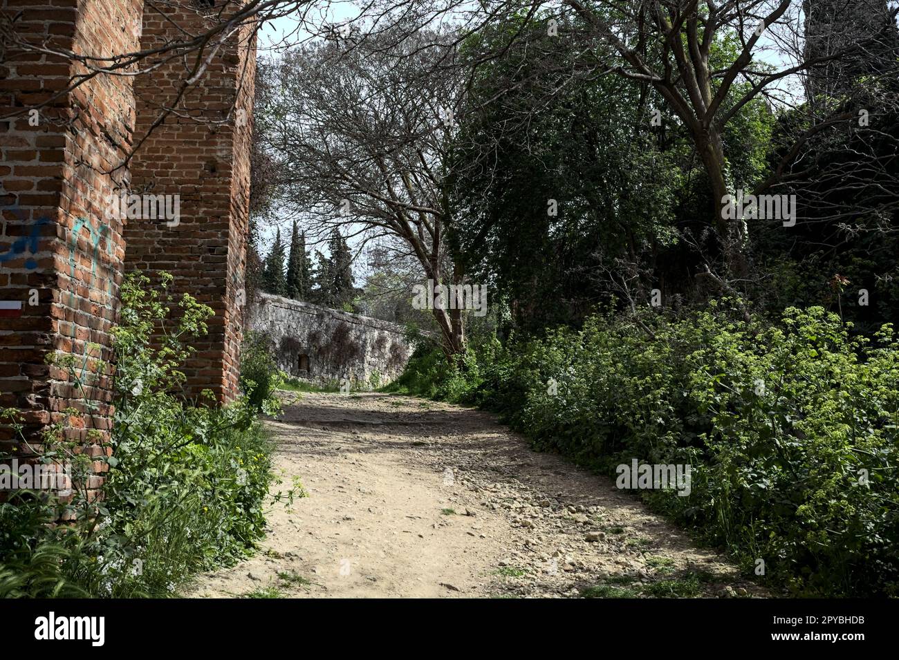 Tree arching on the bend of a dirt path bordered by a boundary wall in ...
