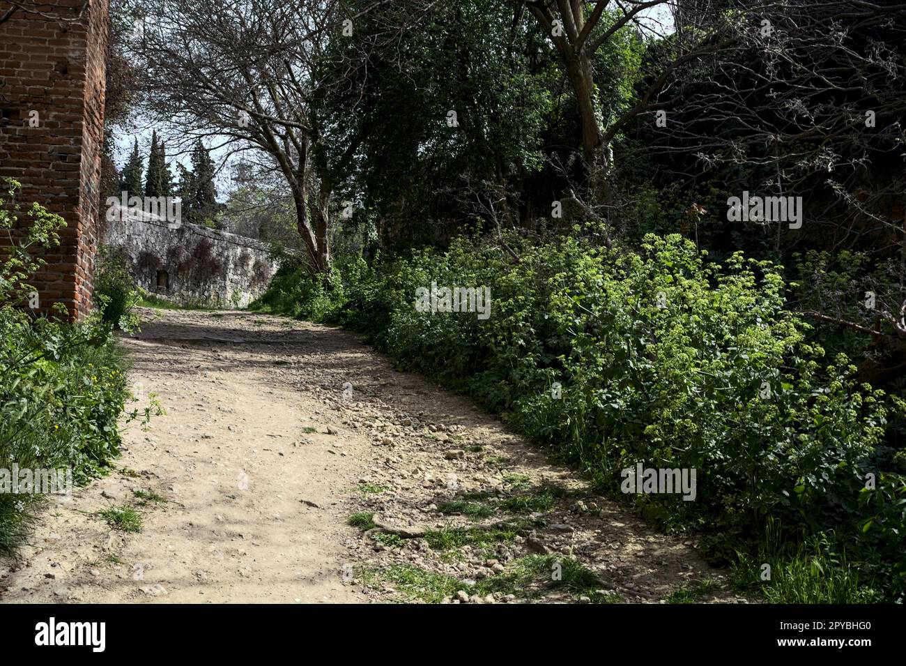 Tree arching on the bend of a dirt path bordered by a boundary wall in ...