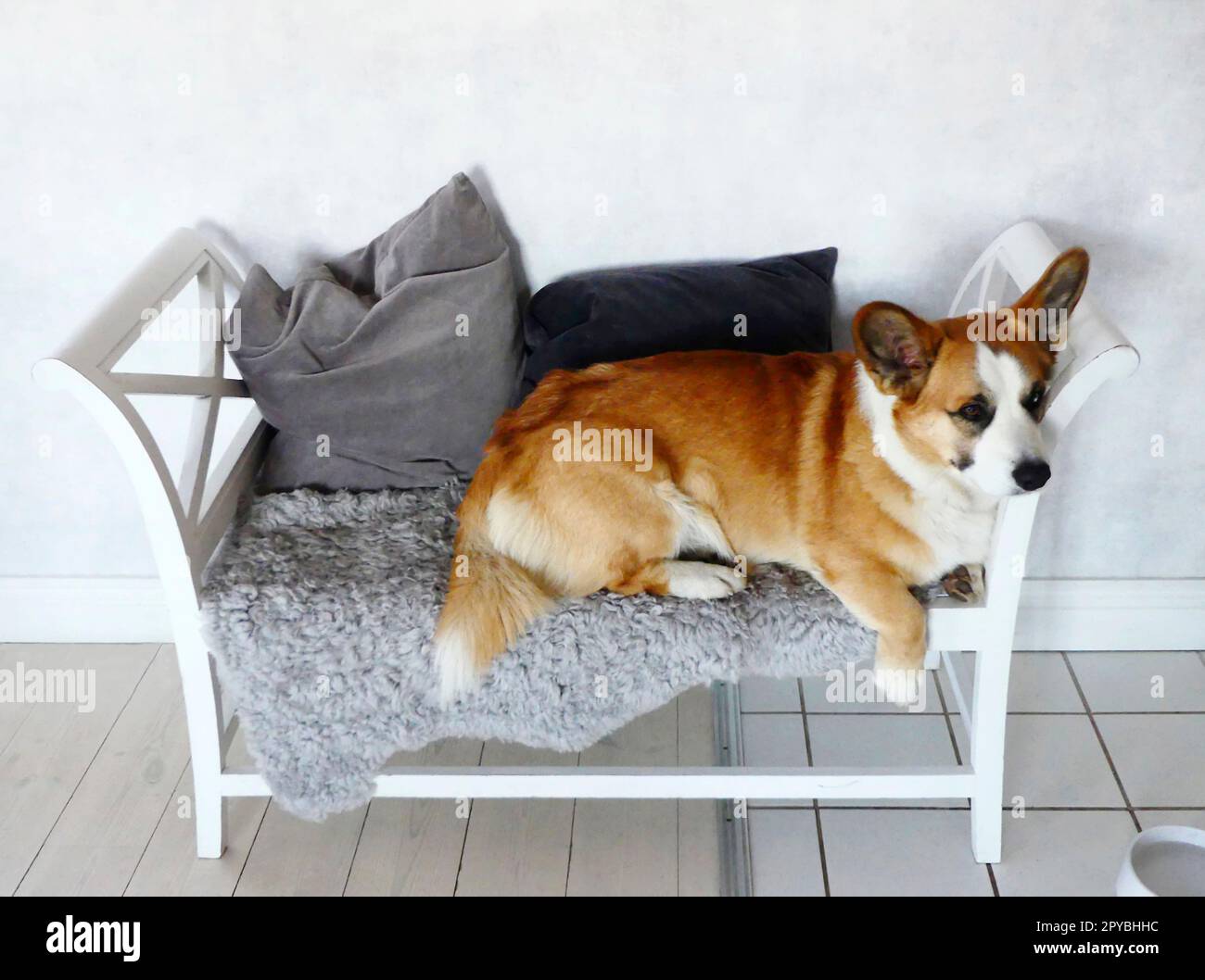Resting corgi hi-res stock photography and images - Alamy
