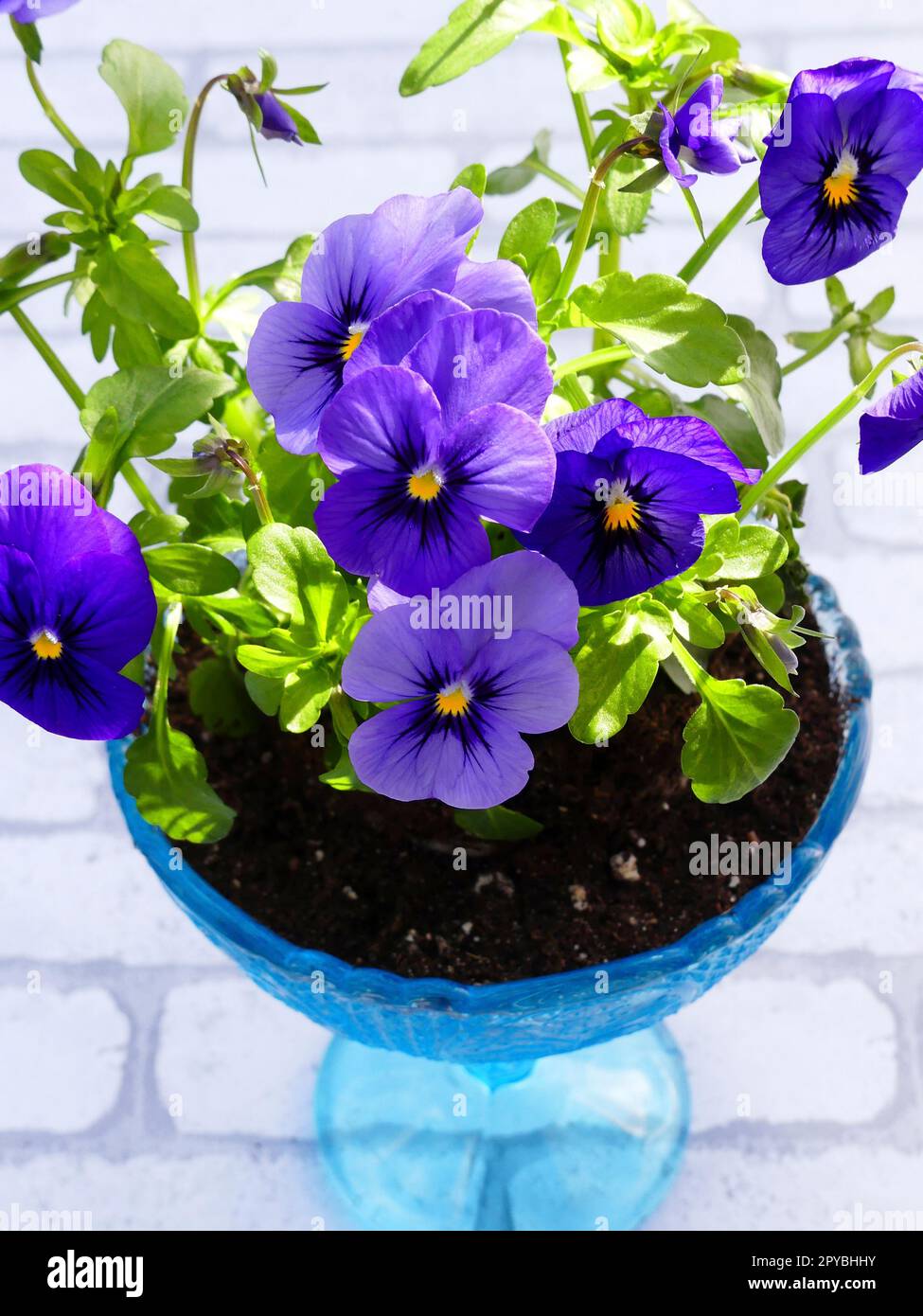 Pancy hi-res stock photography and images - Alamy