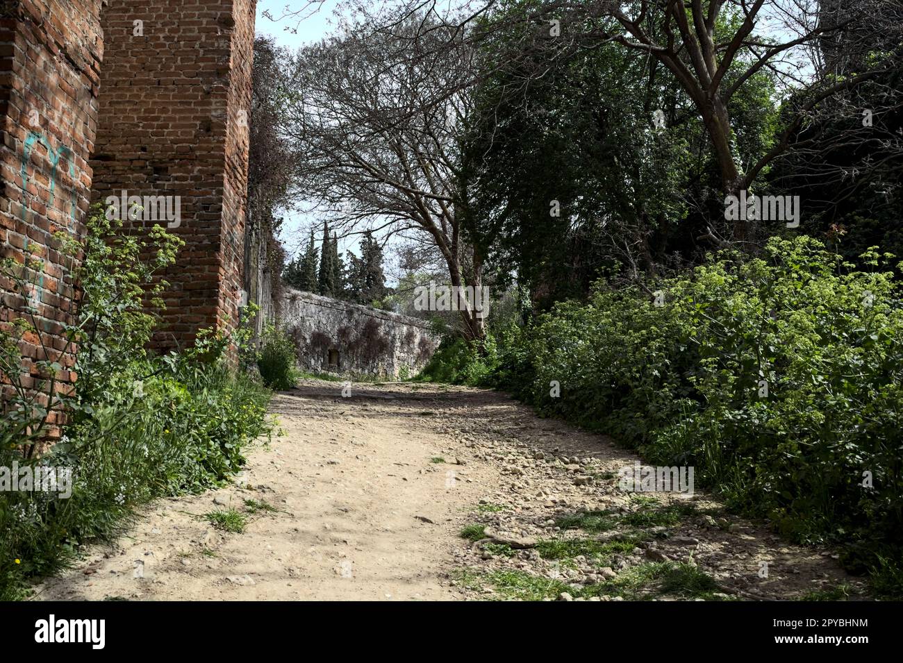 Tree arching on the bend of a dirt path bordered by a boundary wall in ...