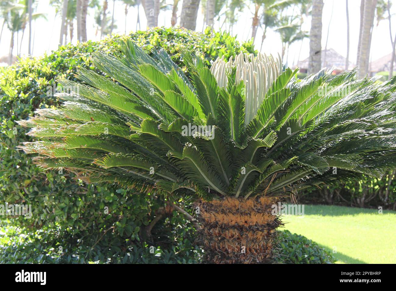 Endangered palm tree hi-res stock photography and images - Alamy