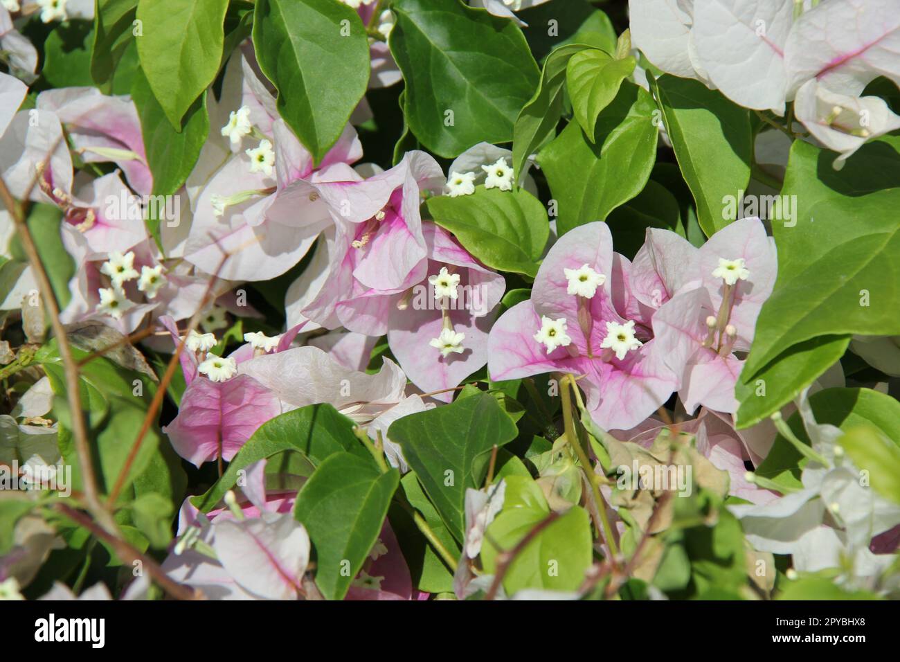 punta cana, Dominican Republic flowers Stock Photo - Alamy