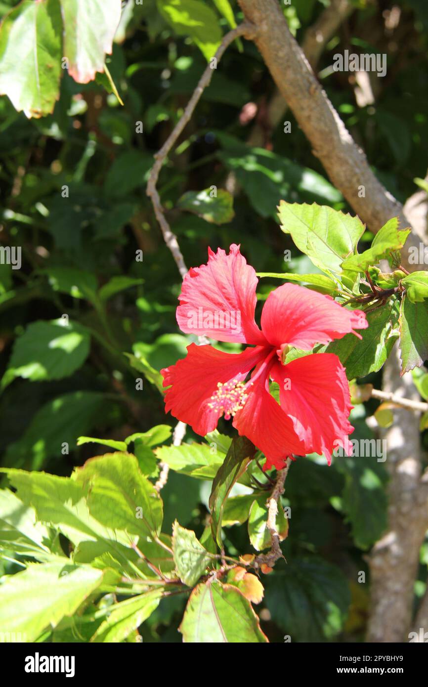 red hibiscus flower Stock Photo - Alamy
