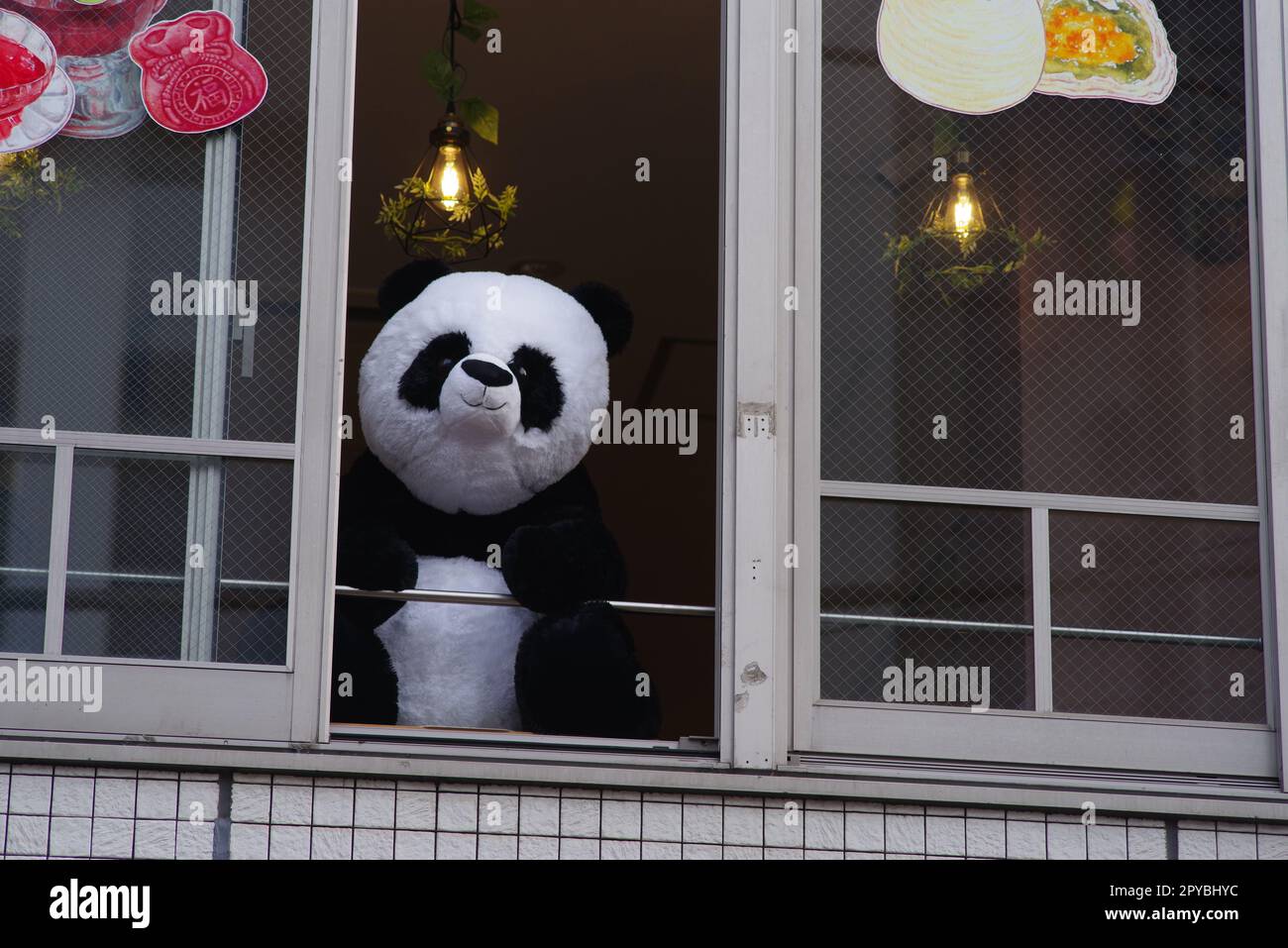 Animales pandas hi-res stock photography and images - Alamy