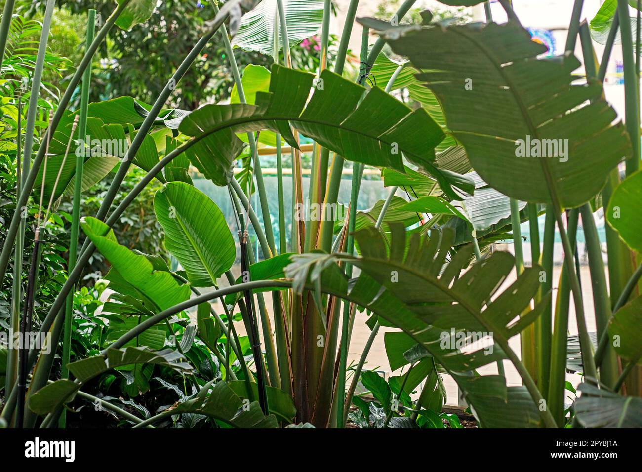 tropical garden with huge banana leaves in the interior. horizontal ...