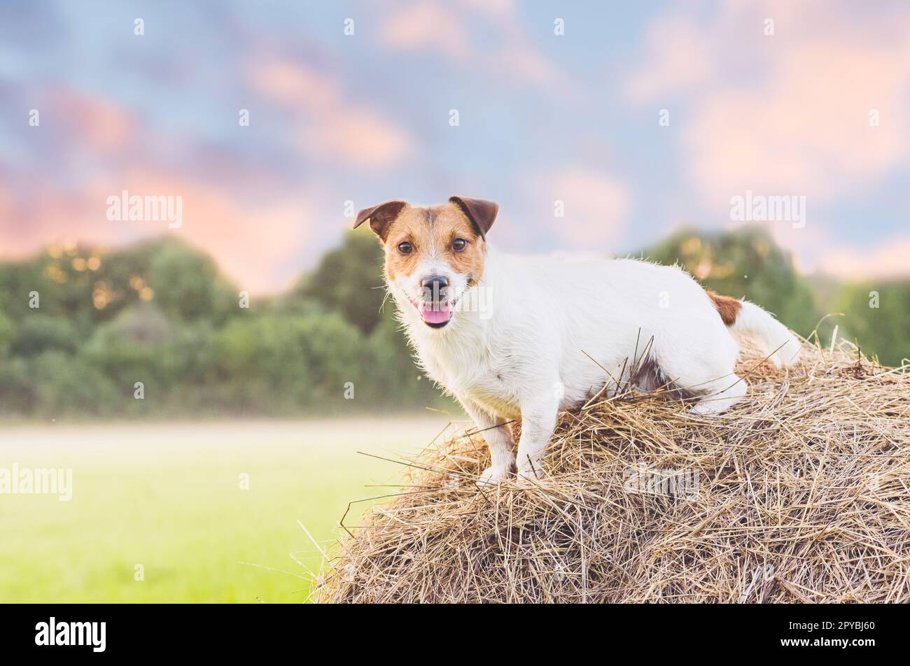 Smiling country dog sitting on farm hay bale with fog and sunset in ...