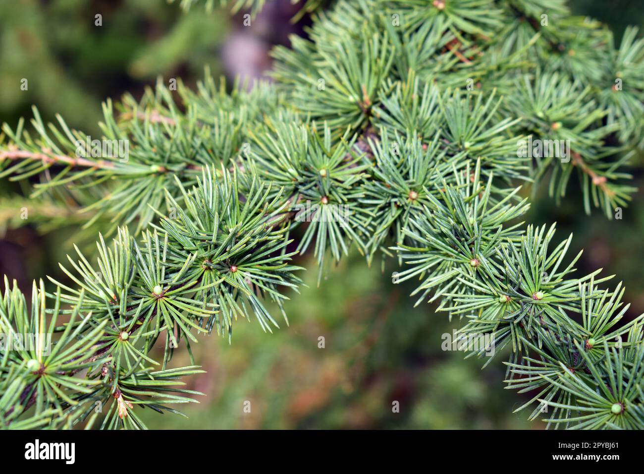 Detail of the leaves of the Lebanon cedar (Cedrus libani). It is a tree ...