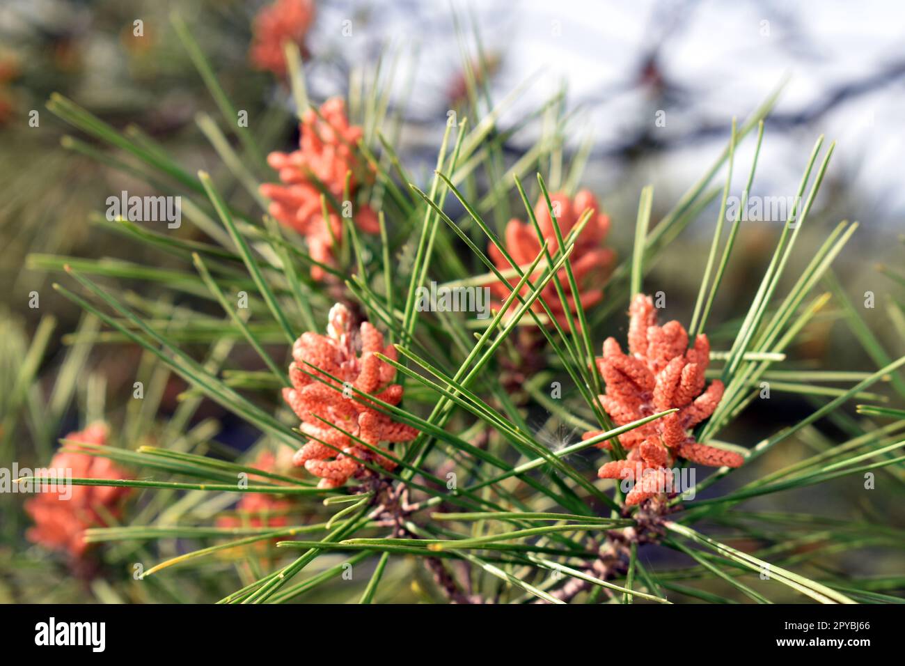 Flowers of Aleppo pine (Pinus halepensis), a conifer native to the ...