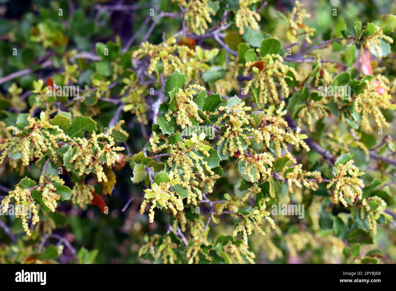 Flowers of kermes oak (Quercus coccifera), a tree native to the ...