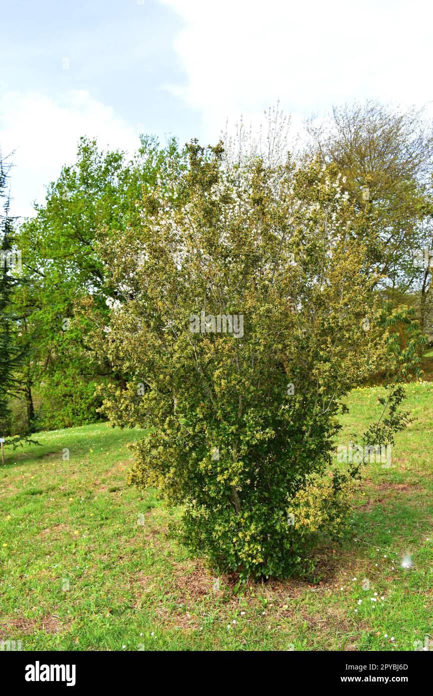 Specimen of kermes oak (Quercus coccifera), a tree native to the ...
