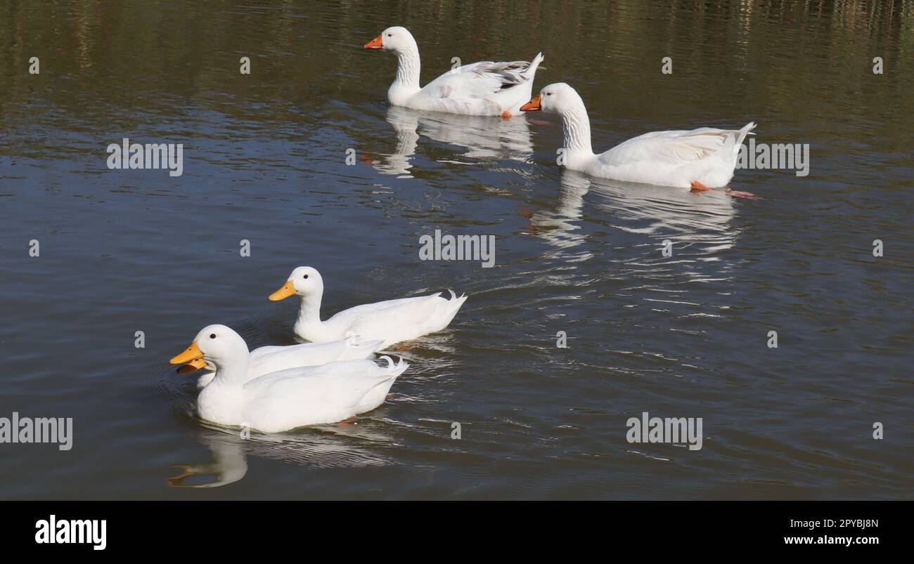 white ducks swimming in a dam Stock Photo - Alamy