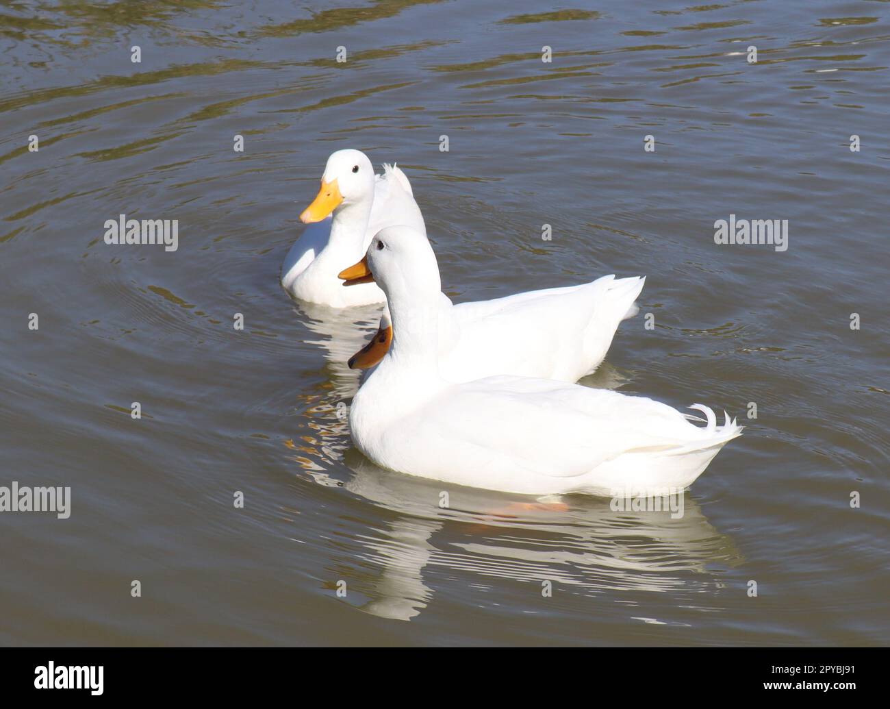 white ducks swimming in a dam Stock Photo - Alamy