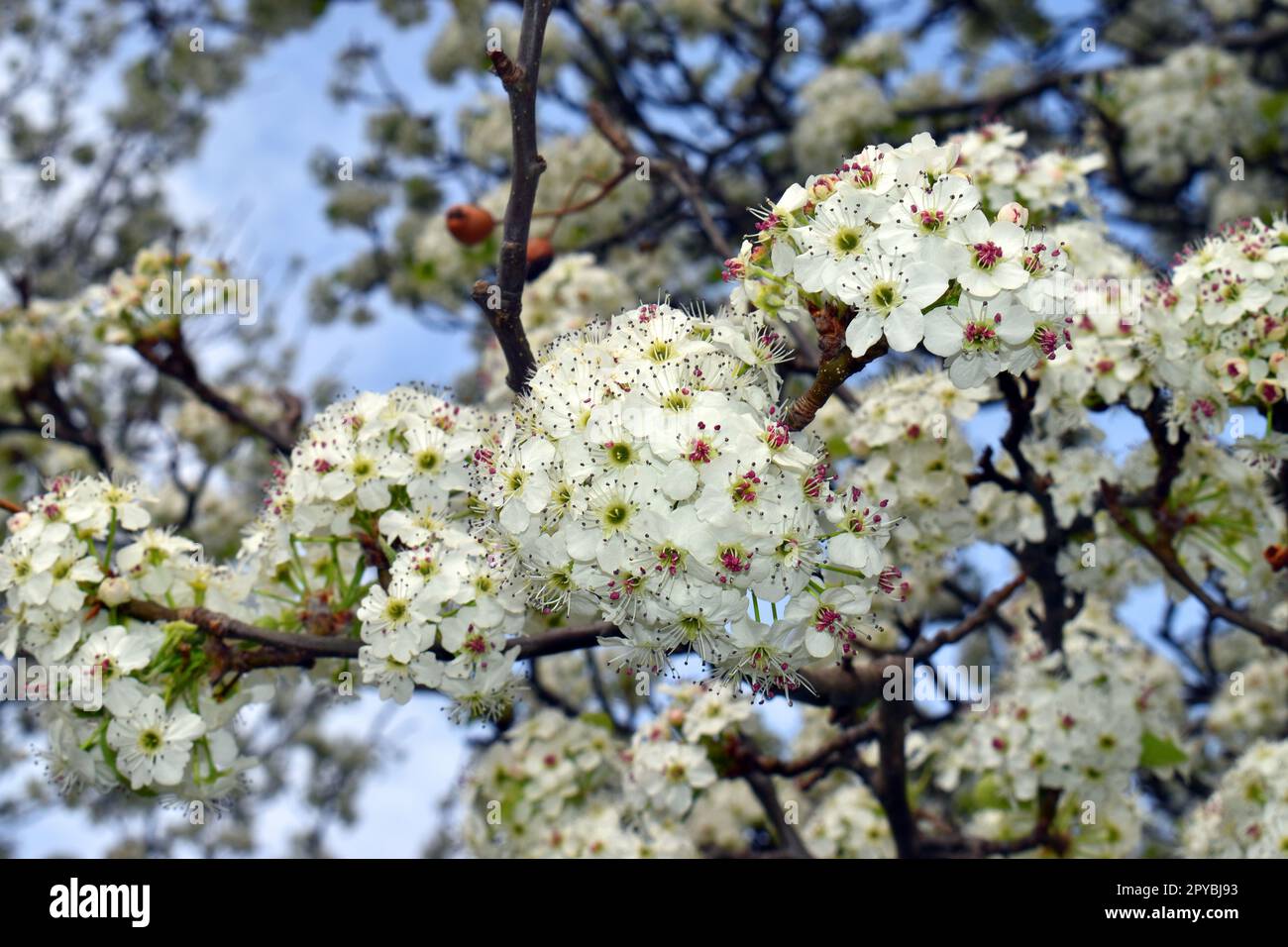 Detail of the flowers of Callery pear (Pyrus calleryana). It is an ...