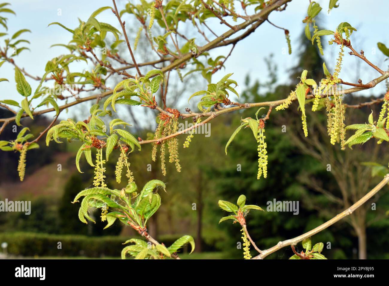 Detail of the flowers of the Chinese cork oak (Quercus variabilis). It ...