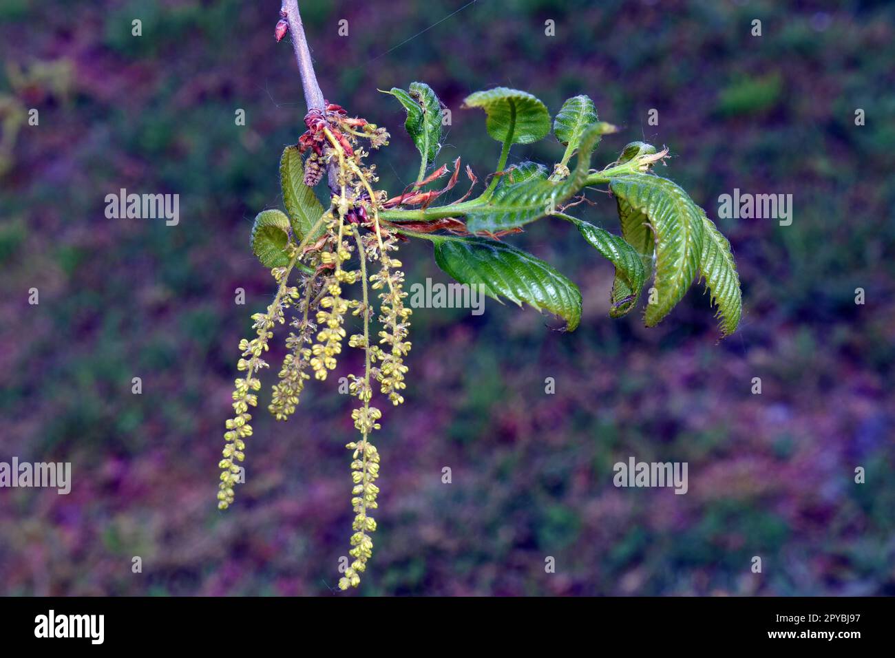 Detail of the flowers of the Chinese cork oak (Quercus variabilis). It ...