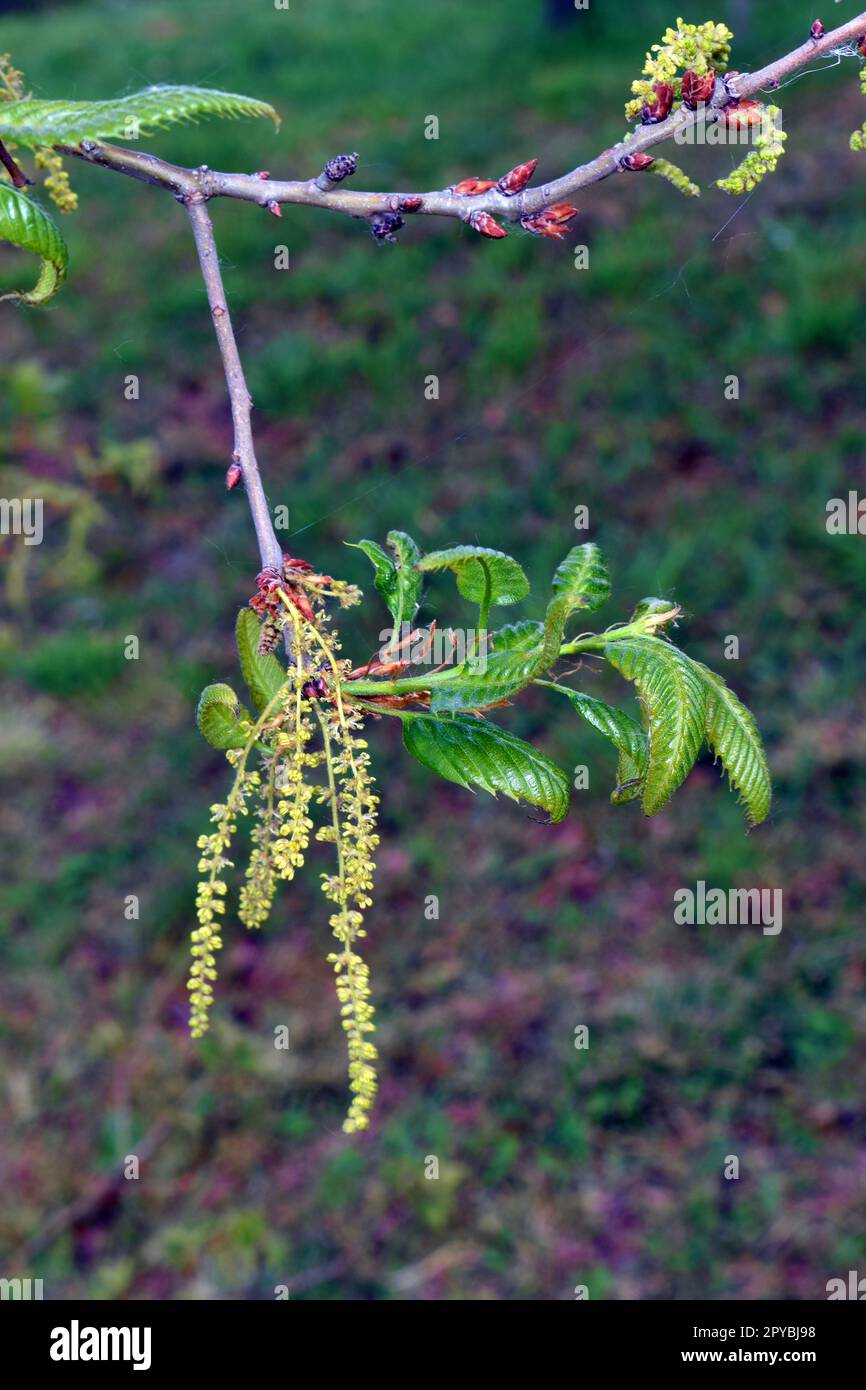 Vertical image of the flowers of the Chinese cork oak (Quercus ...