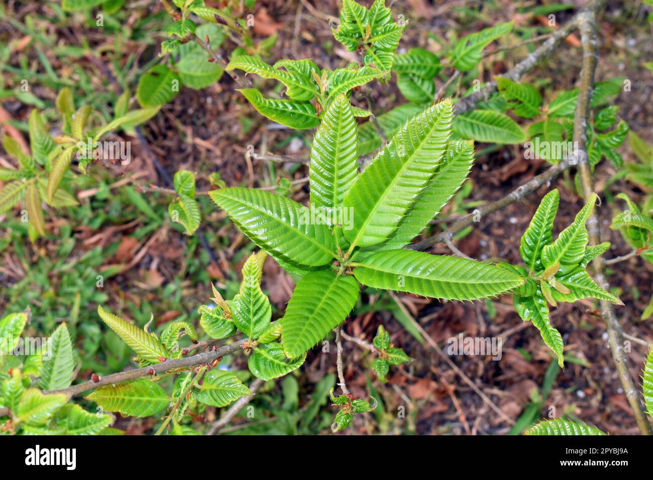 Detail of the leaves of the Chinese cork oak (Quercus variabilis). It ...