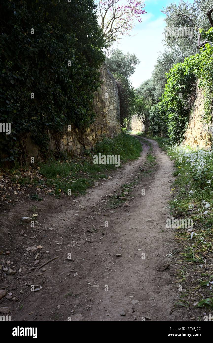 Narrow trail between stone walls with plants and blooming flowers by ...