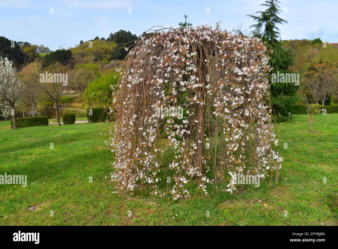 The winter-flowering cherry (Prunus * subhirtella) in flower grown in a ...