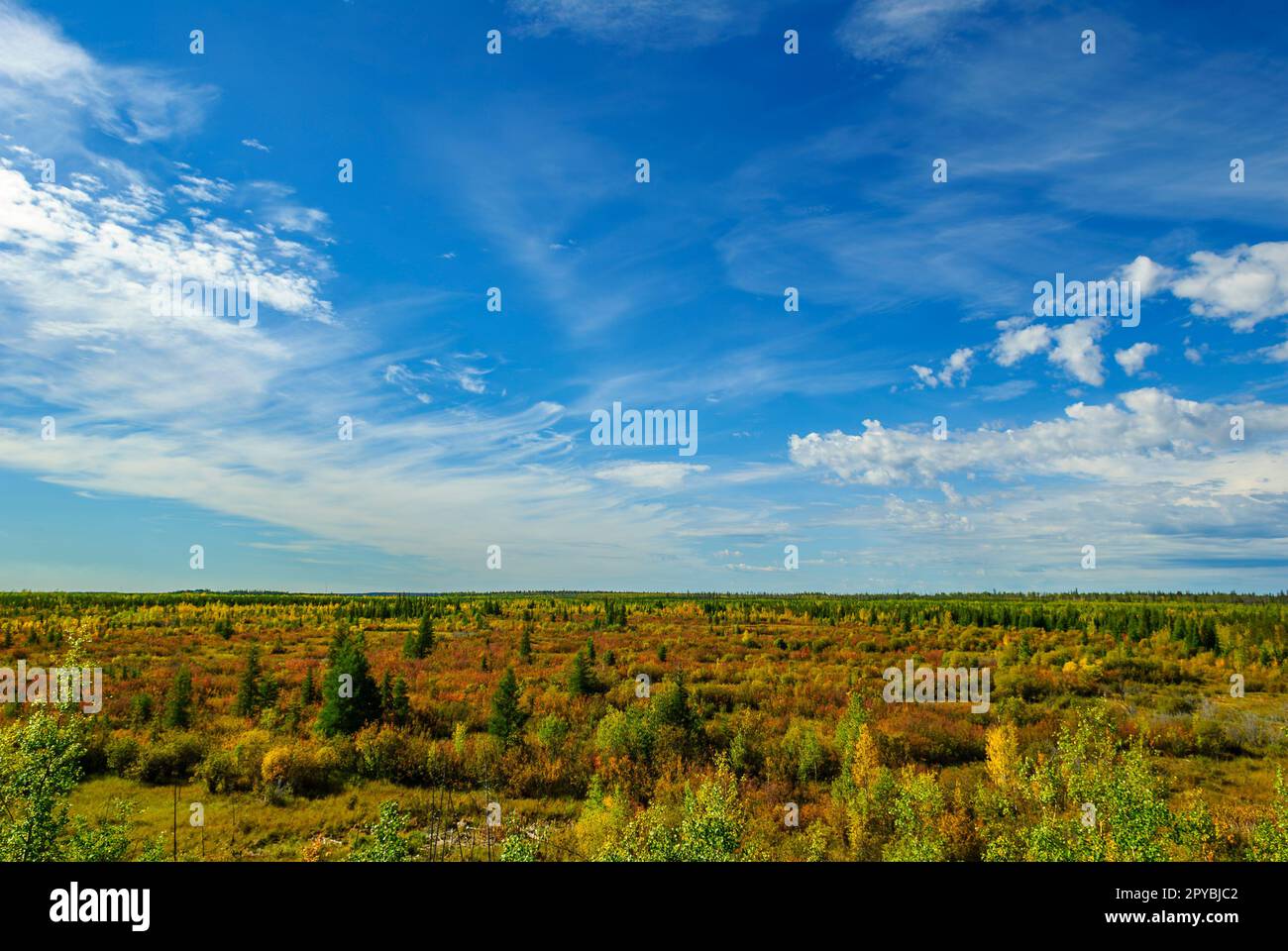 The Northern Boreal Plans ecosystem, along Highway 5 in Wood Buffalo ...