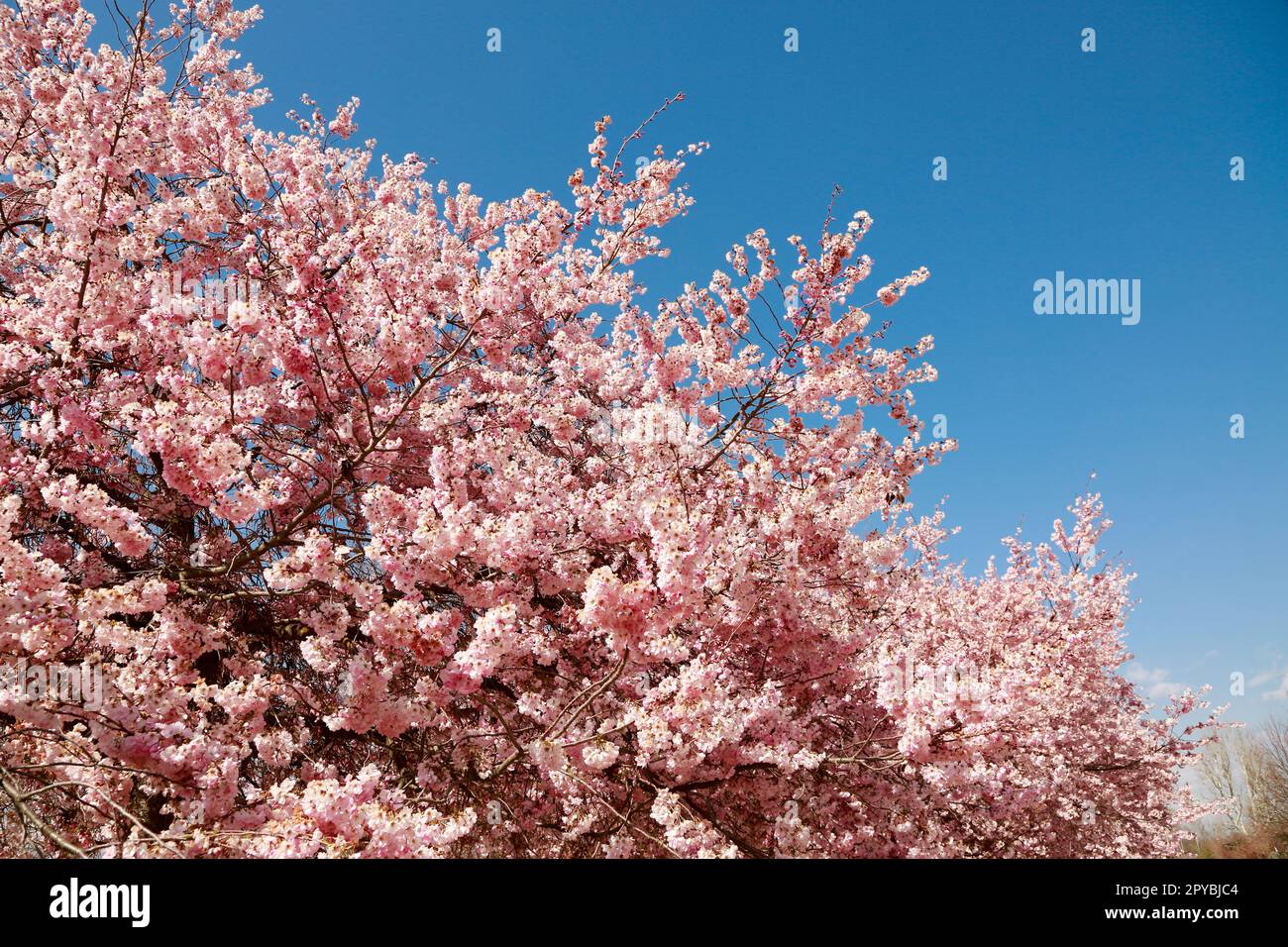 Cherry trees spring-blooming with pink flowers in a sunny garden, Italy ...