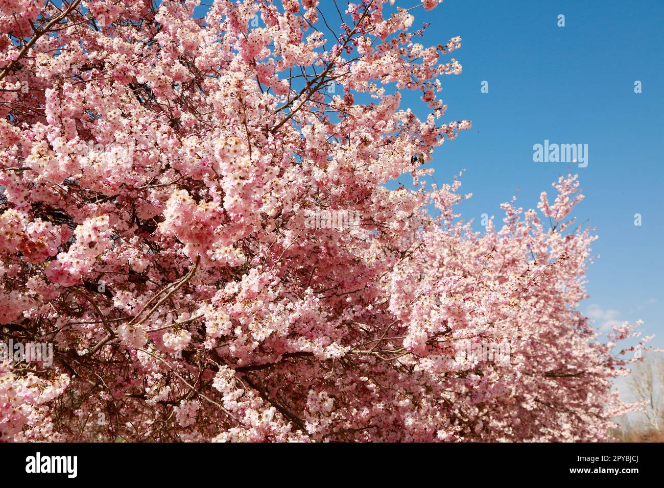 Chicks and cherry blossoms hi-res stock photography and images - Alamy
