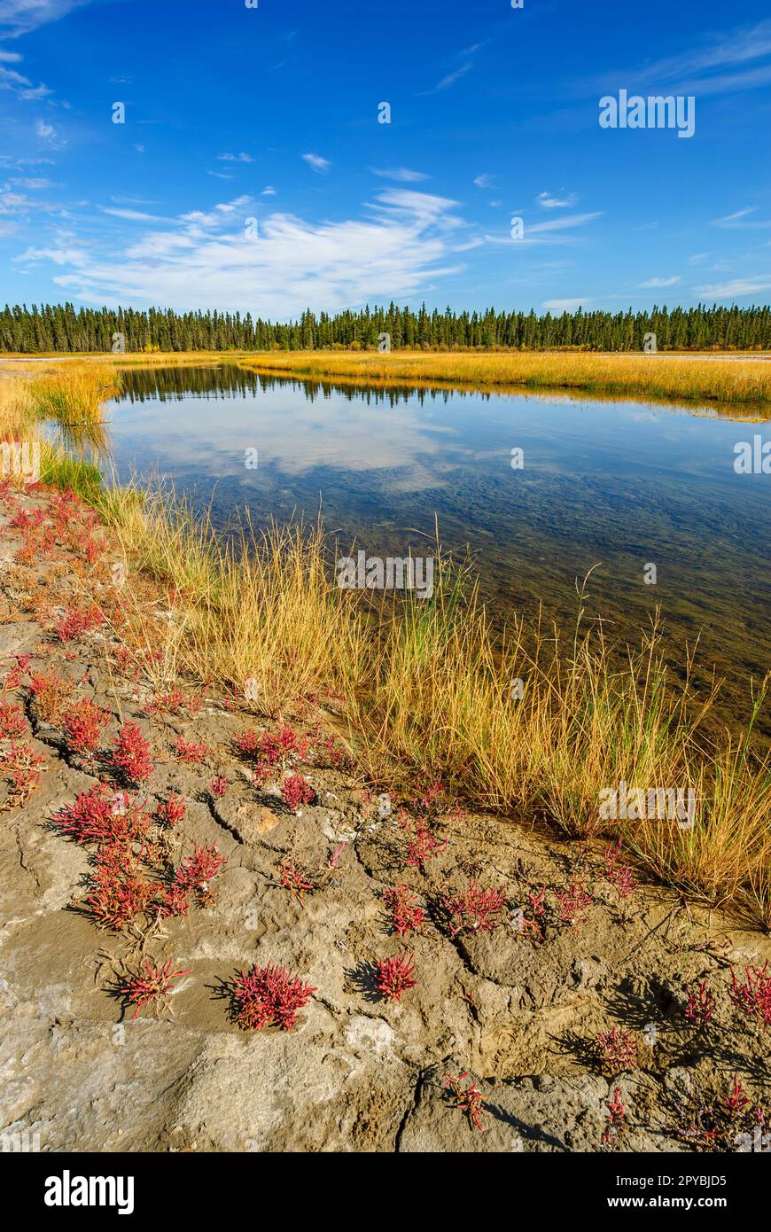 Salt-tolerant grasses and Red Samphire (Salicornia rubra) growing along ...