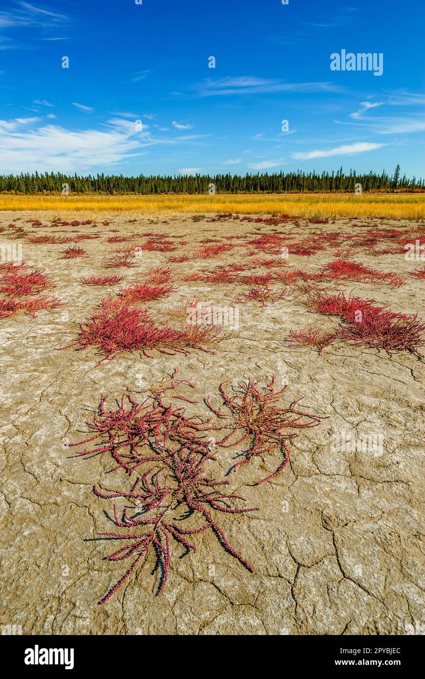 Red Samphire (Salicornia rubra) growing in the saline soil of the Salt ...