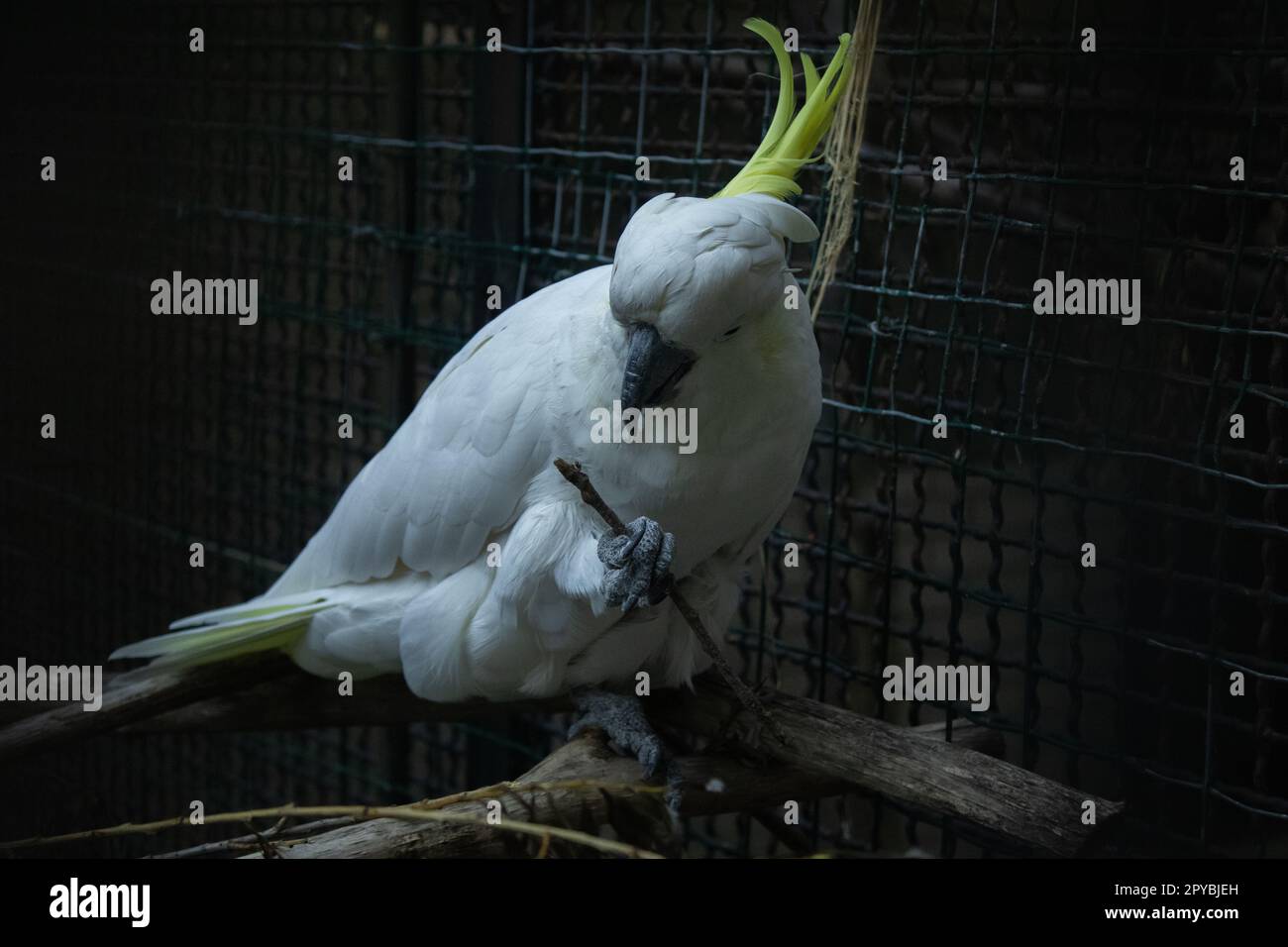 white parrot playing with stick Stock Photo - Alamy