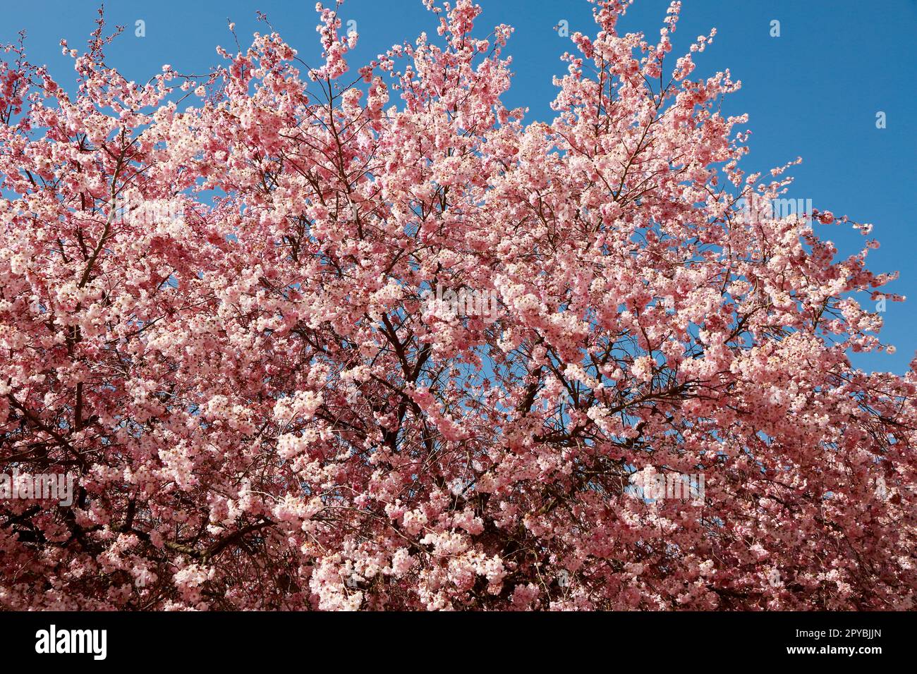 Cherry trees spring-blooming with pink flowers in a sunny garden, Italy ...