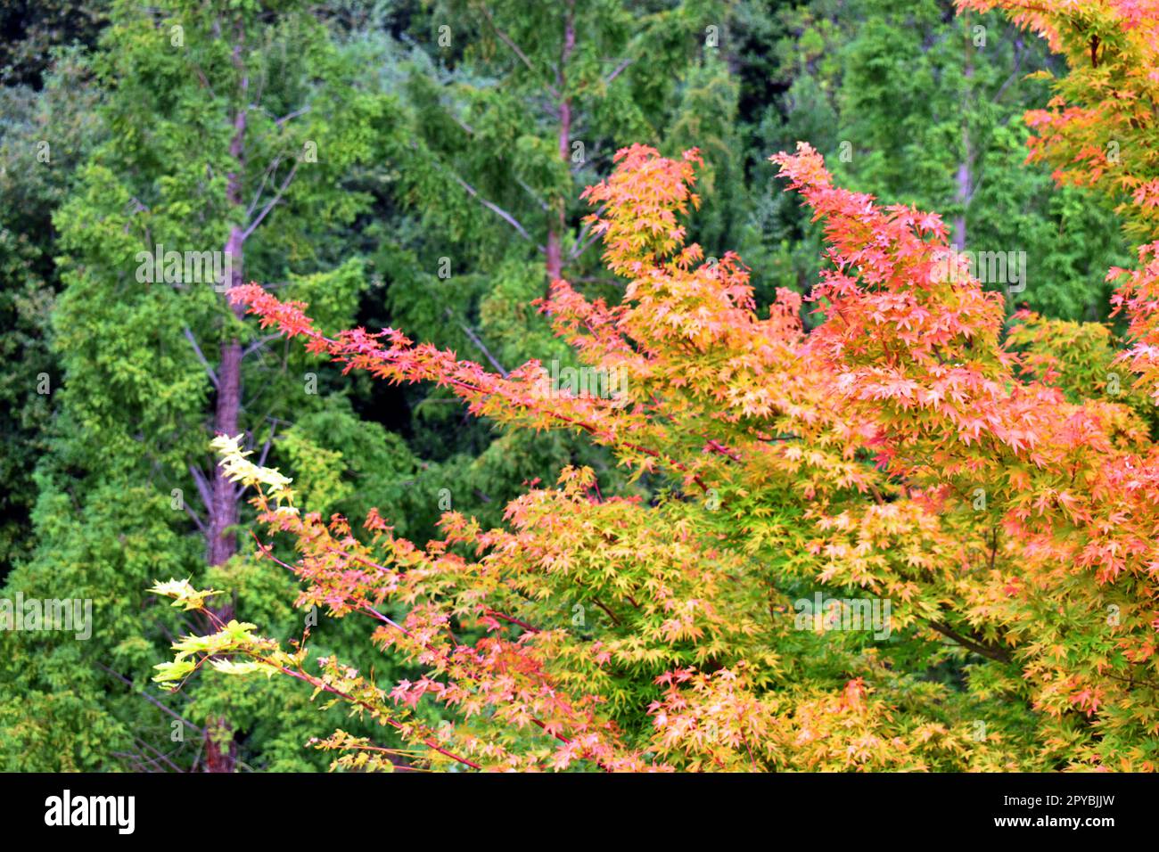 Summer foliage of Japanese maple (Acer palmatum), a tree native to ...